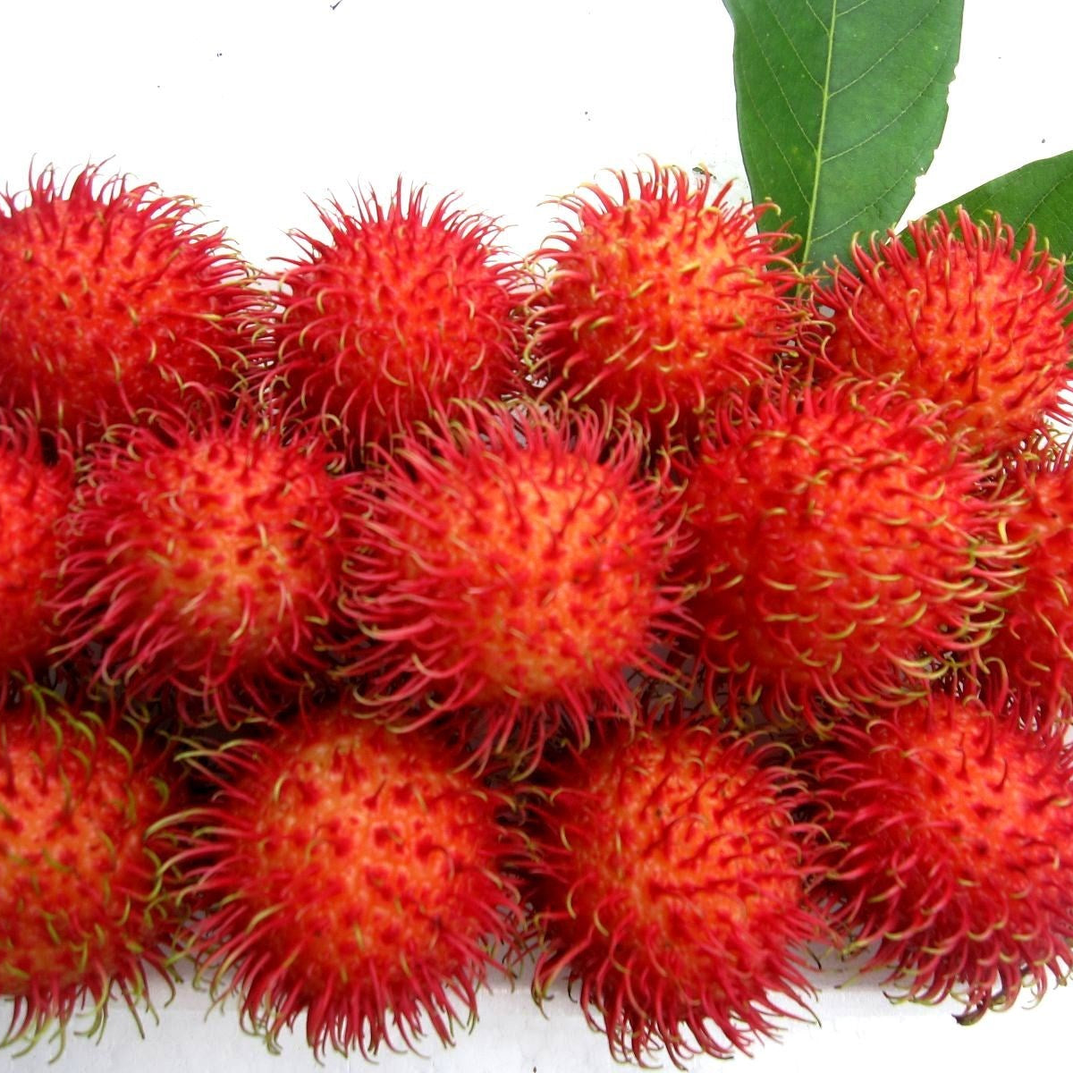 Fresh Rambutans - 1 Bag ( From 3 to 4 Lbs ) – Trendoli